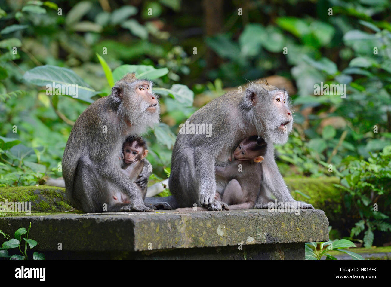 Crab-eating Macaque, Java Macaque, Longtailed Macaque (Macaca ...