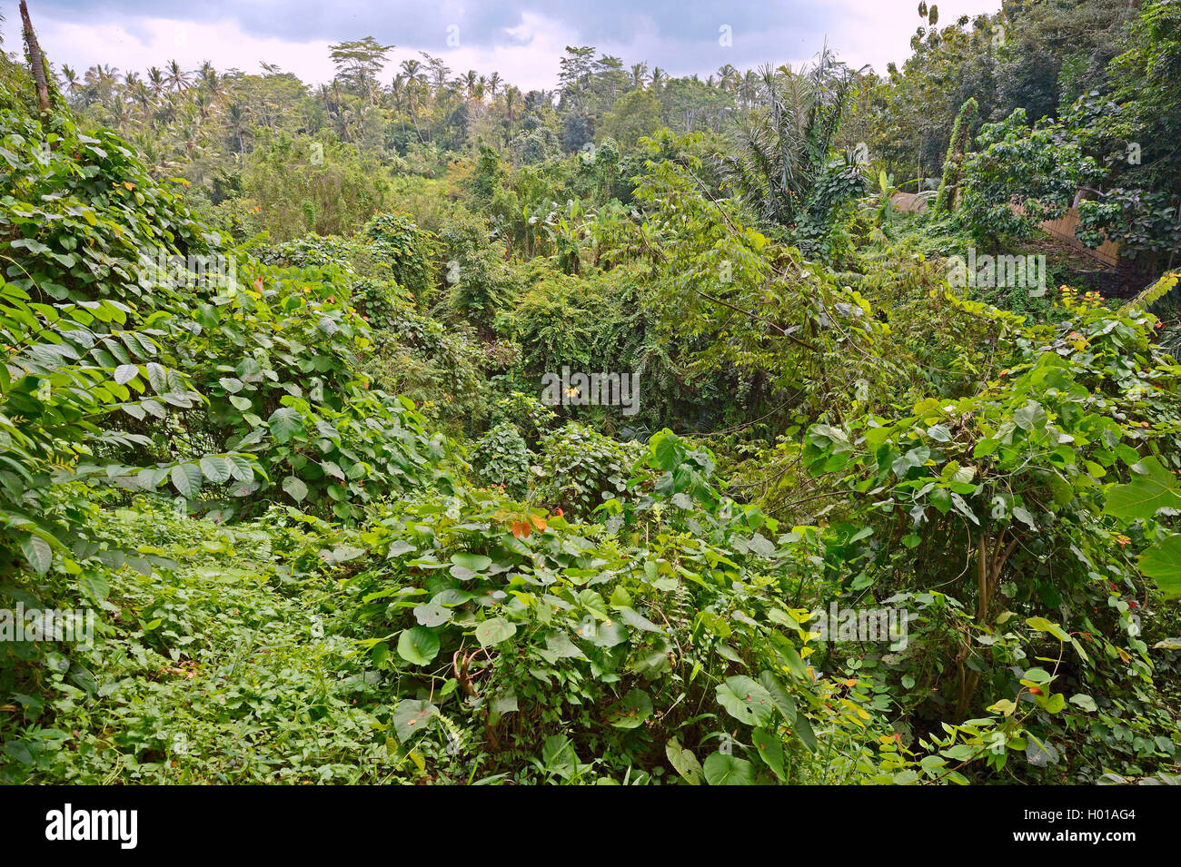 Tropical rainforest canopy indonesia hi-res stock photography and ...