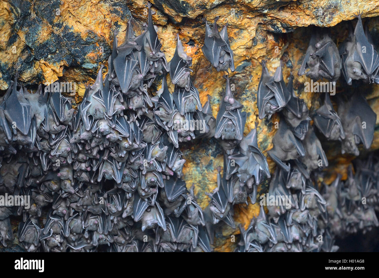 Chiropterans hi-res stock photography and images - Alamy