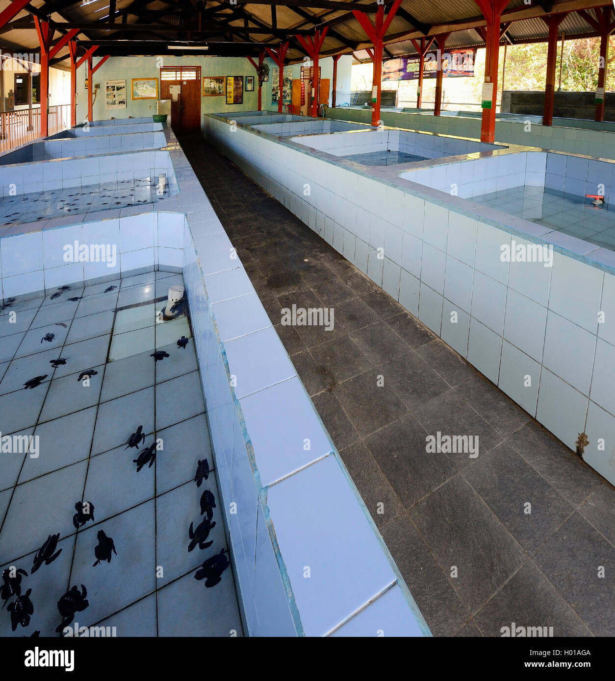 Breeding station for sea turtles hi-res stock photography and images ...