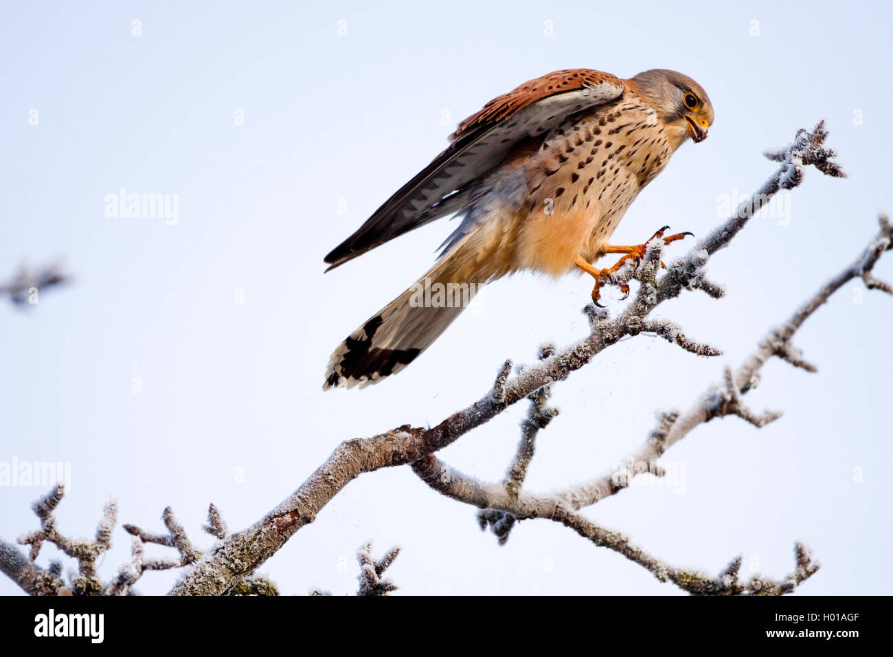 Kestrel landing hi-res stock photography and images - Alamy