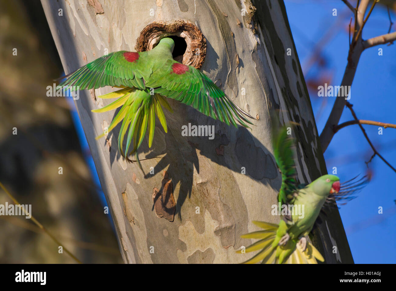 rose-ringed parakeet (Psittacula krameri), female flying into a tree ...