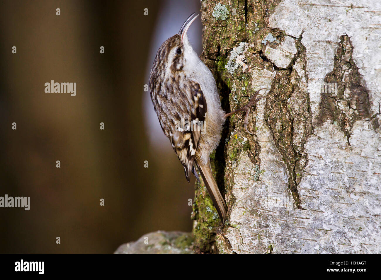 Short trunk tree hi-res stock photography and images - Alamy
