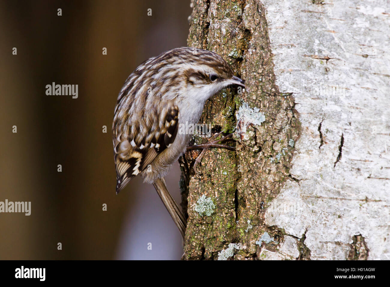 Short toed tree creepers High Resolution Stock Photography and Images ...