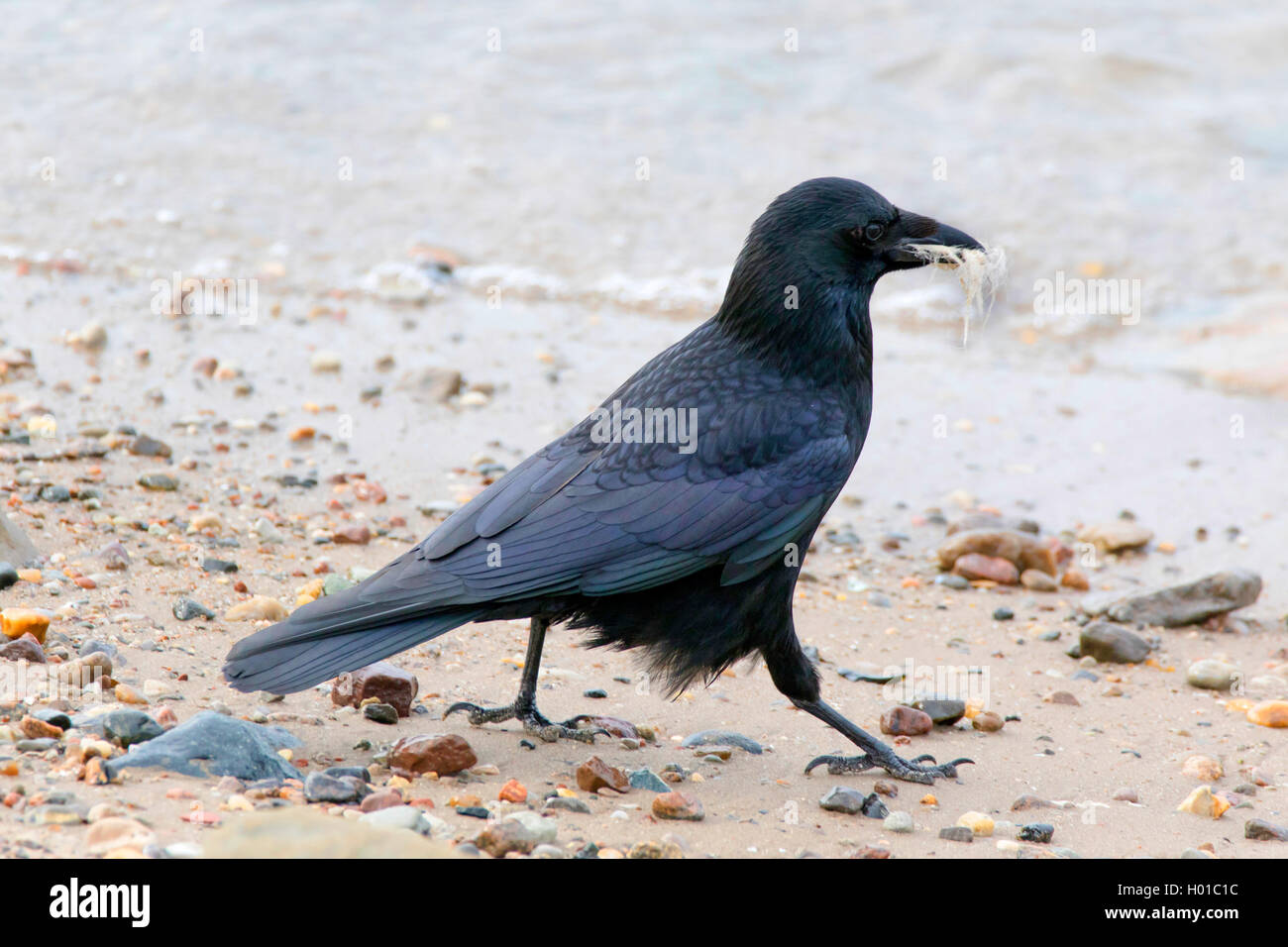 Carrion crow (Corvus corone, Corvus corone corone), Corvus corone with ...