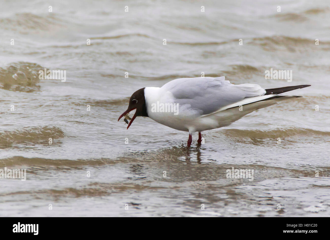 black-headed gull (Larus ridibundus, Chroicocephalus ridibundus ...