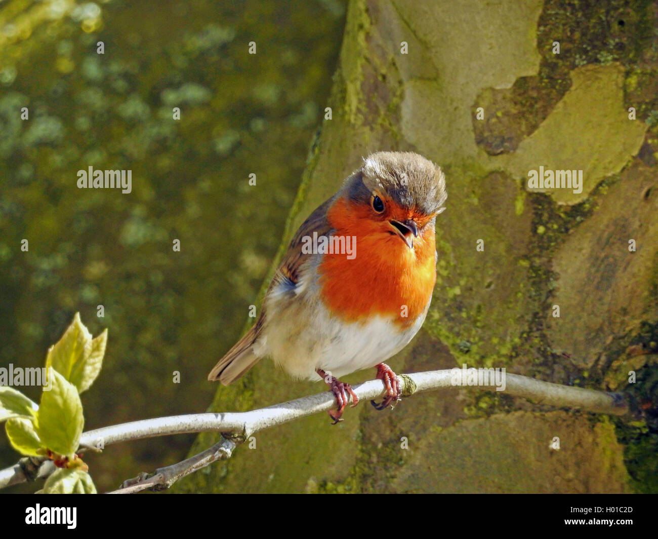 Singing robin hi-res stock photography and images - Alamy