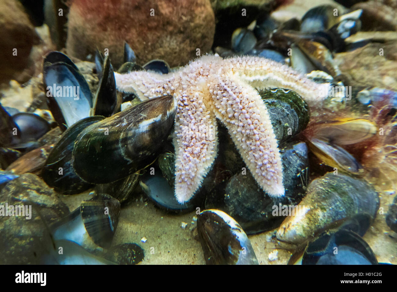 Gemeiner Seestern Stock Photos & Gemeiner Seestern Stock Images - Alamy