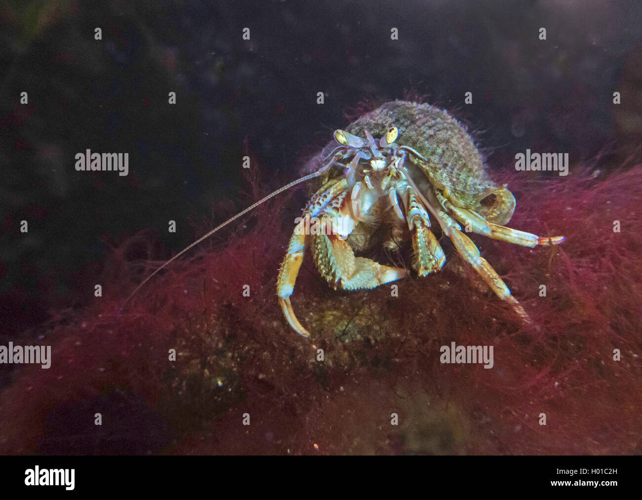 large hermit crab, common hermit crab, soldier crab, soldier hermit ...