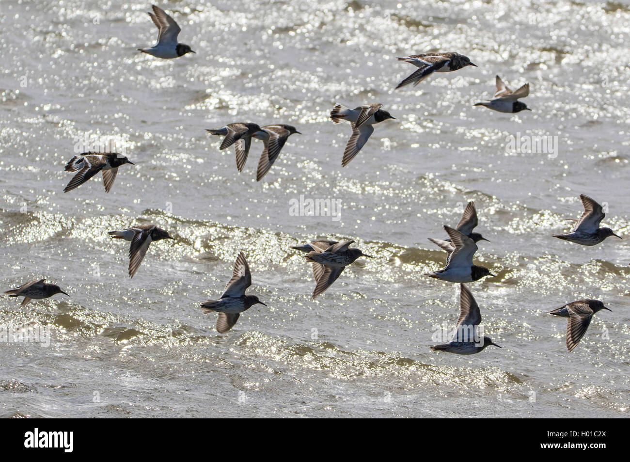 ruddy turnstone (Arenaria interpres), flock in flight, Germany ...