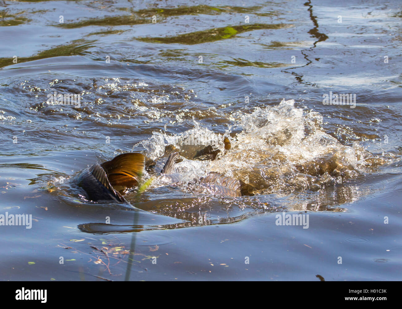 carp, common carp, European carp (Cyprinus carpio), spawning carps ...