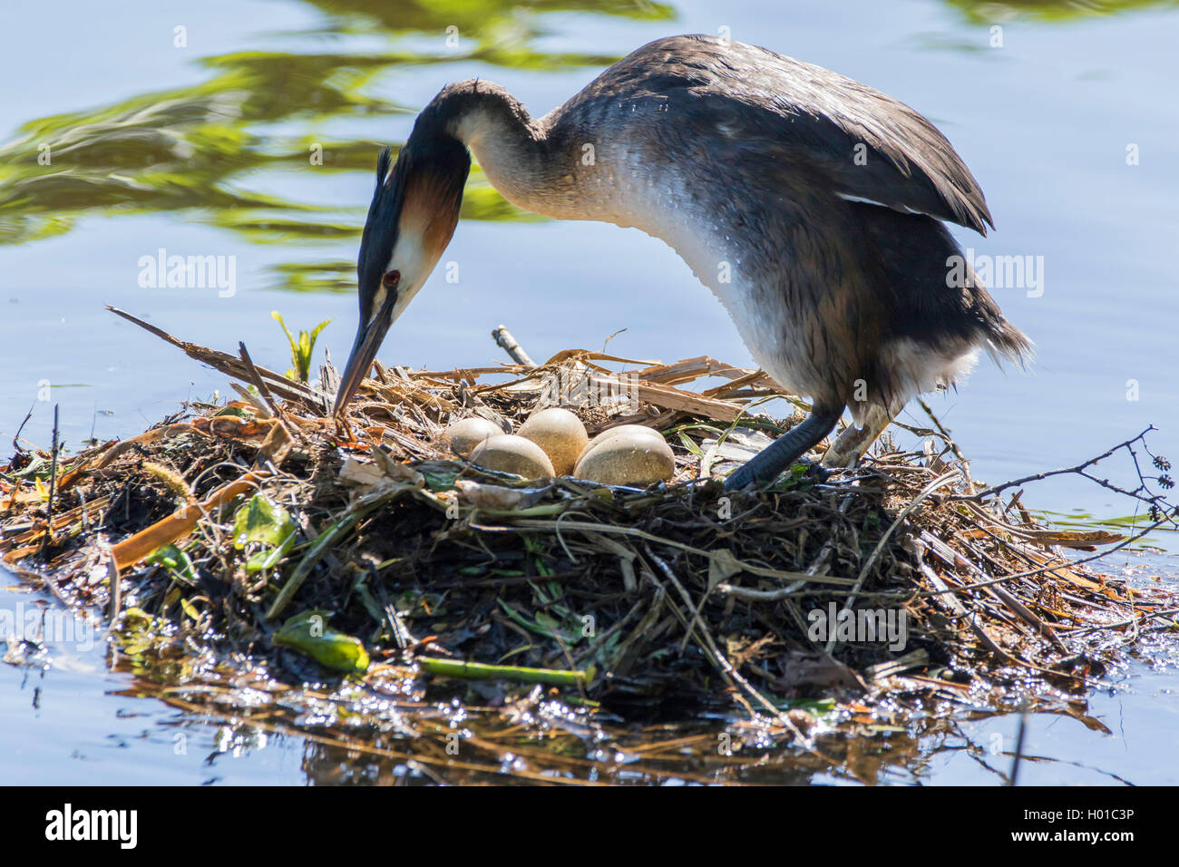 great crested grebe (Podiceps cristatus), at the nest with eggs ...