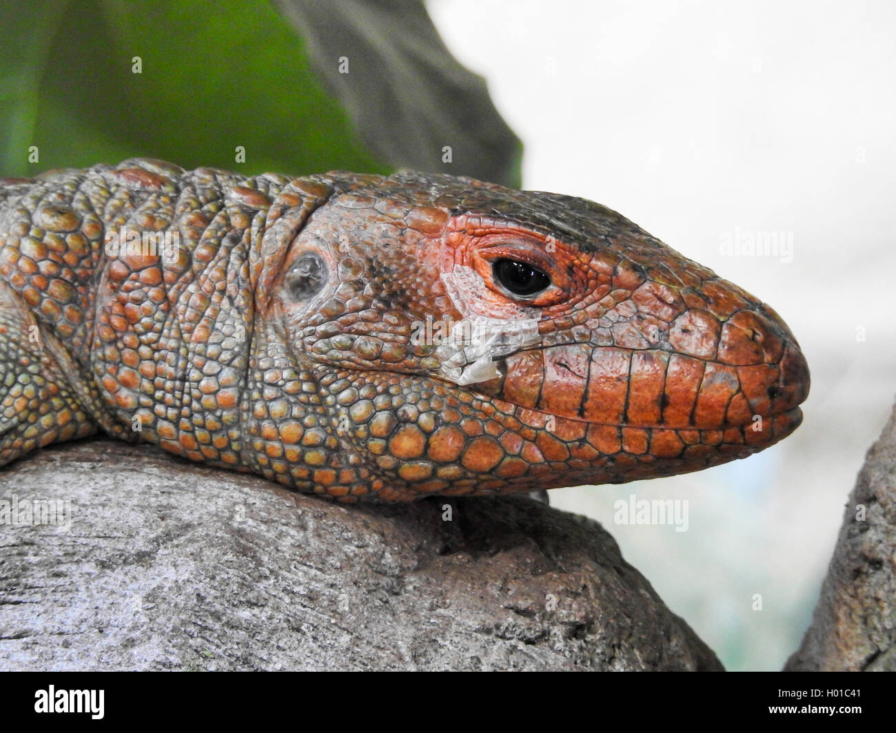 caiman lizard (Dracaena guianensis), portrait Stock Photo - Alamy