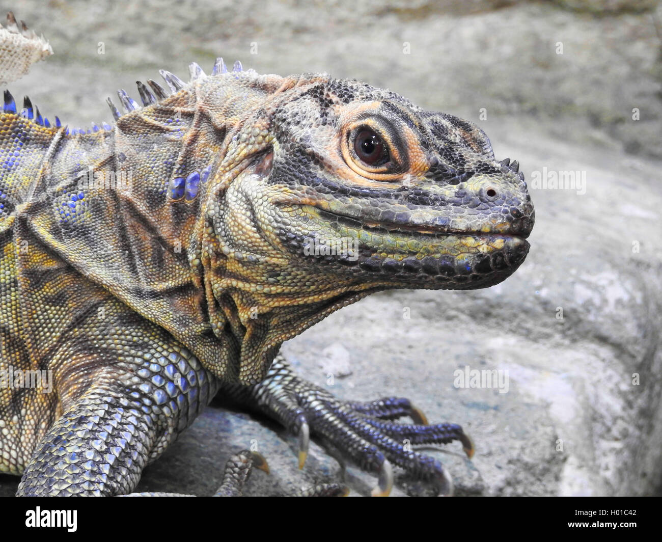 Philippine sail-fin lizard (Hydrosaurus pustulatus), portrait Stock ...