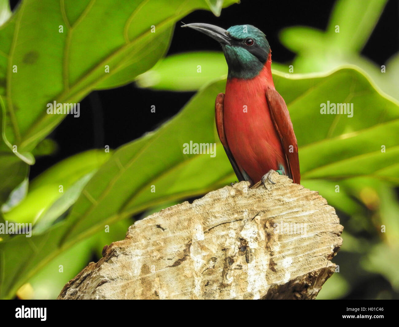 Carmine bee eater hi-res stock photography and images - Alamy