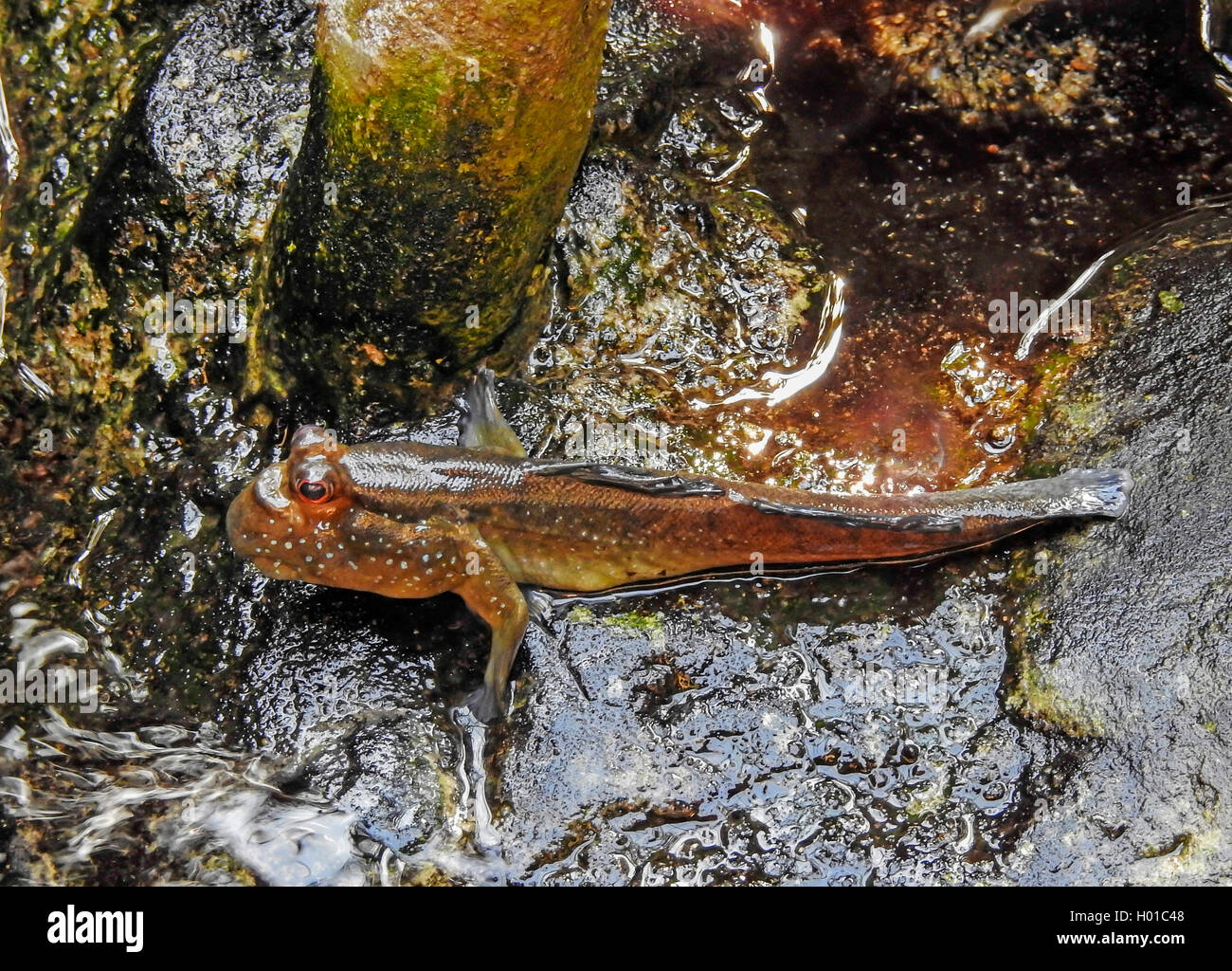 Pearse's mudskipper (Periophthalmus novemradiatus), on wet stones Stock ...