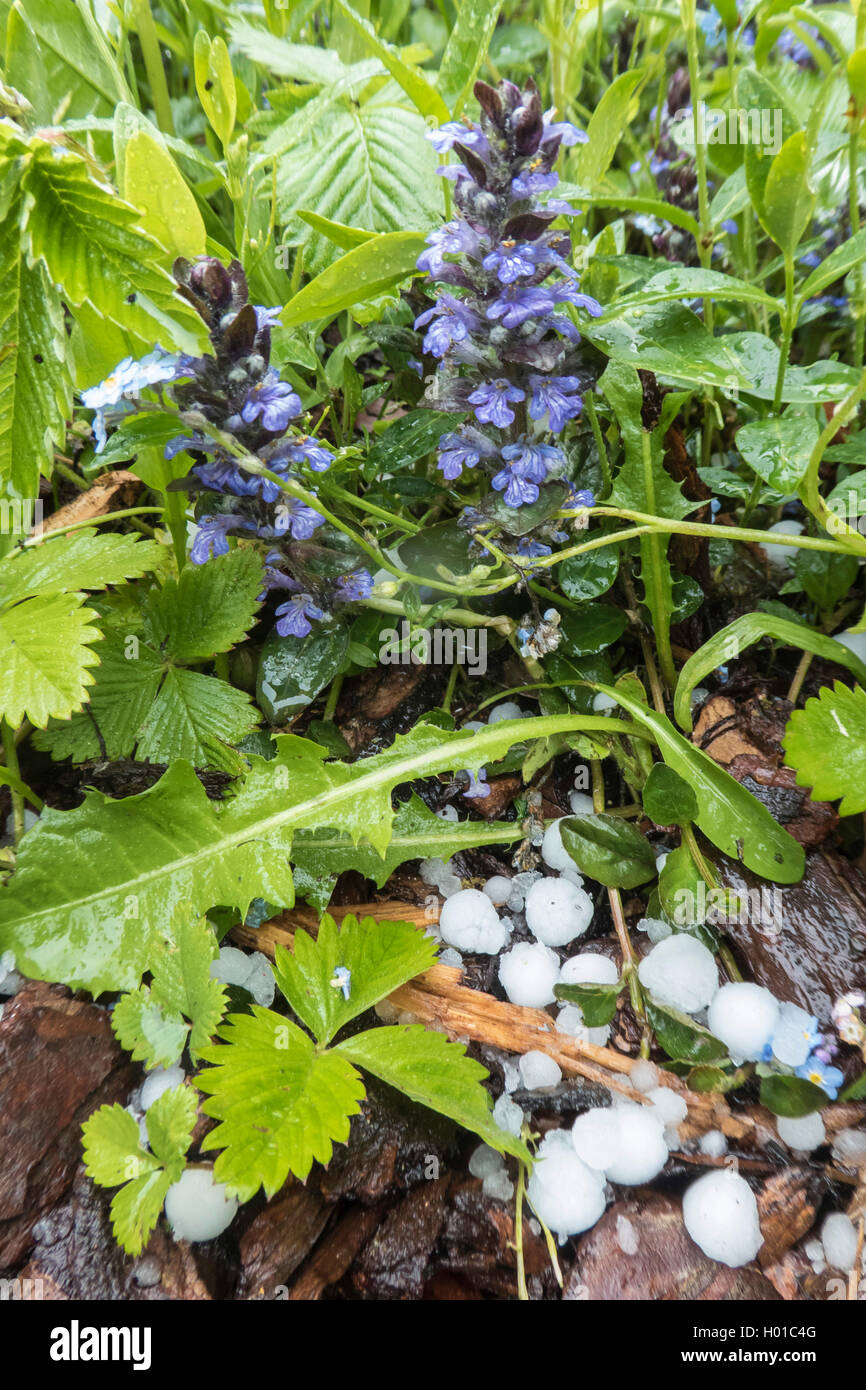 Common bugle creeping bugleweed ajuga hi-res stock photography and ...