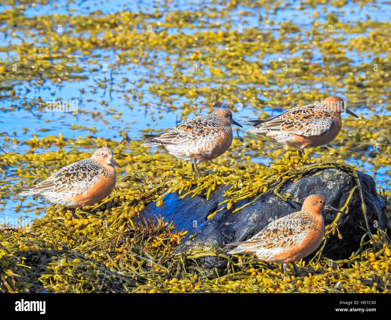 red knot (Calidris canutus), four red knots on a stone in water, Norway ...