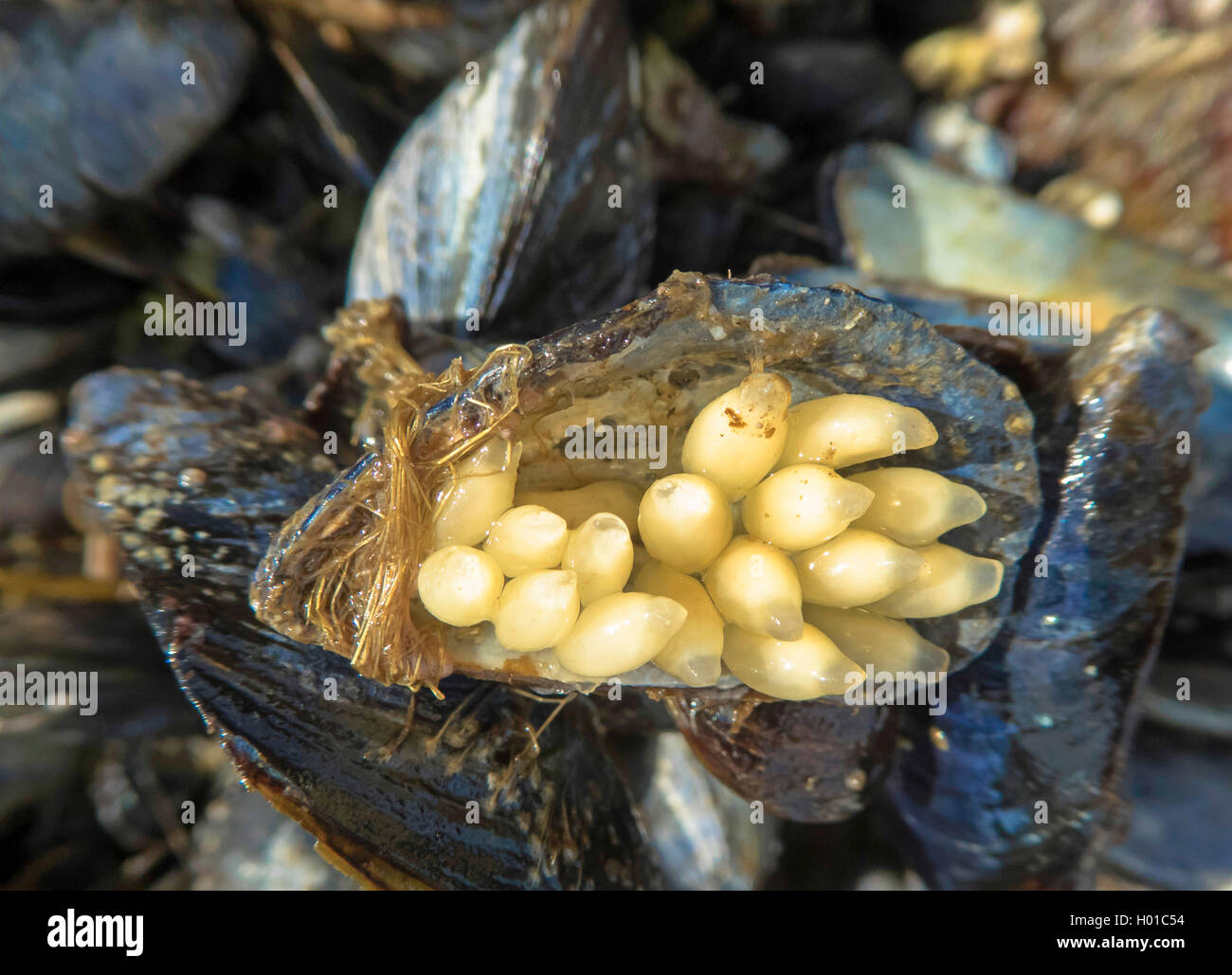 Atlantic dog whelk, northern dog whelk, Atlantic dogwinkle, northern ...
