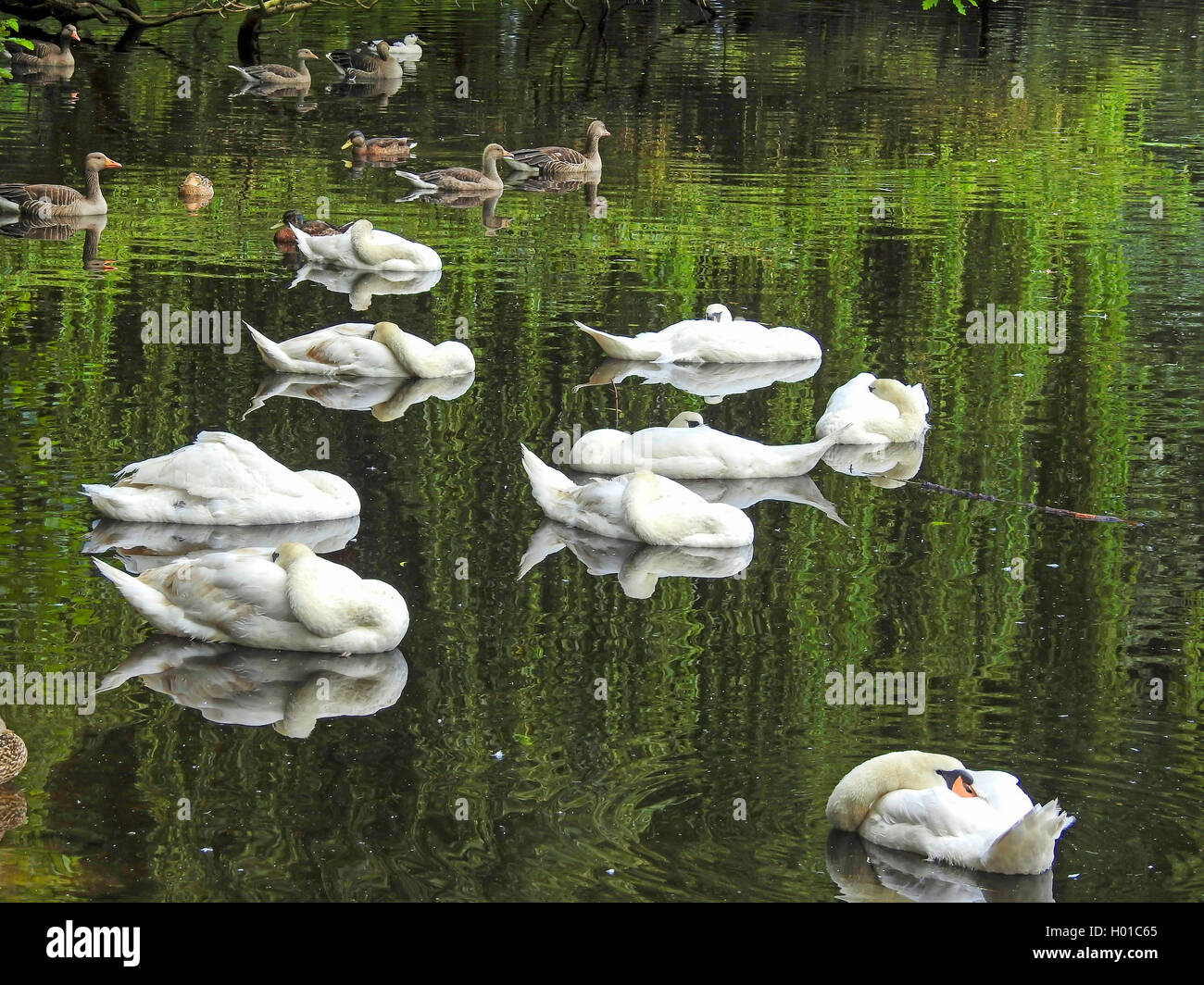 Reflection on swan river hi-res stock photography and images - Alamy