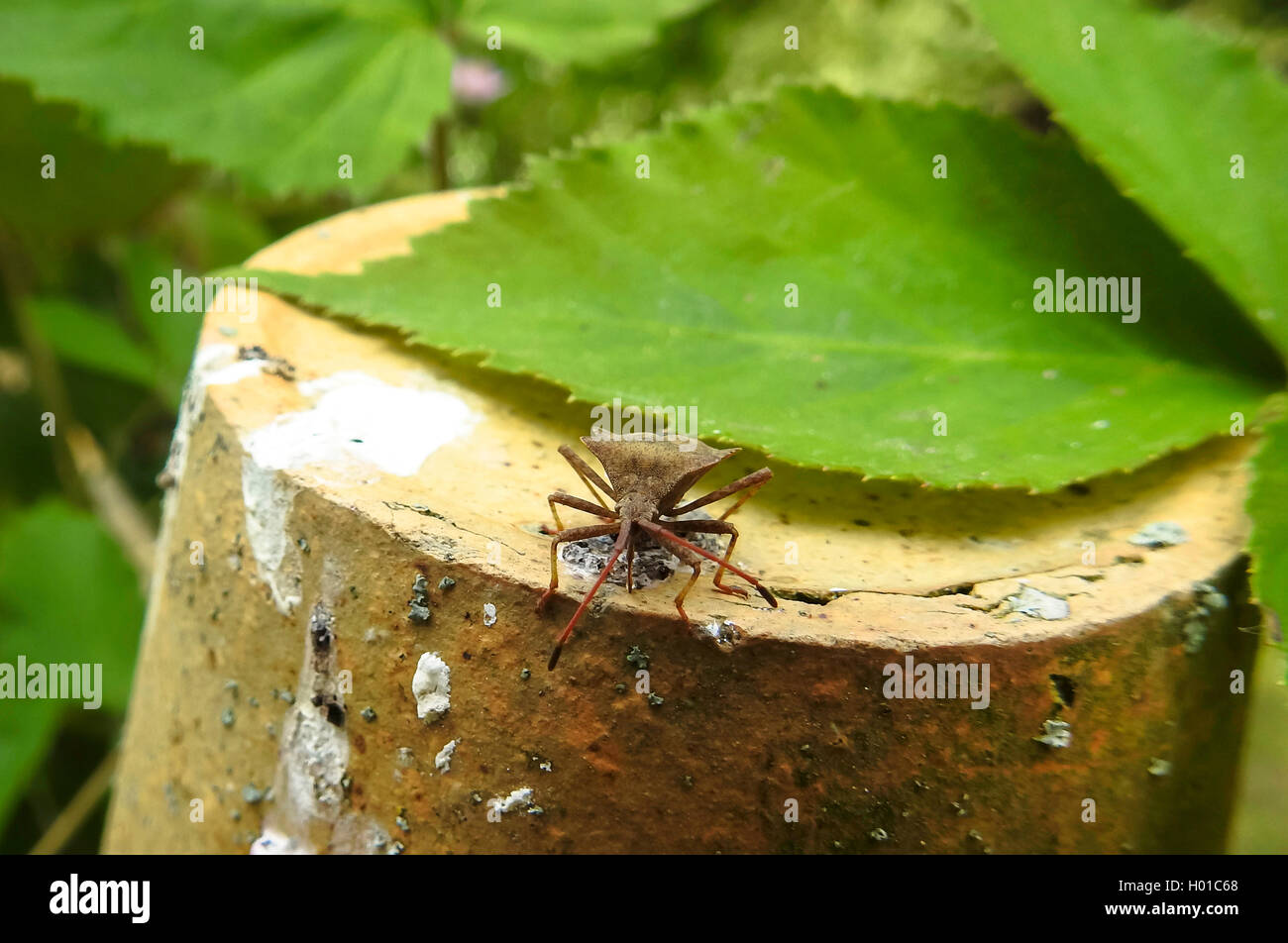 Bug stumps hi-res stock photography and images - Alamy
