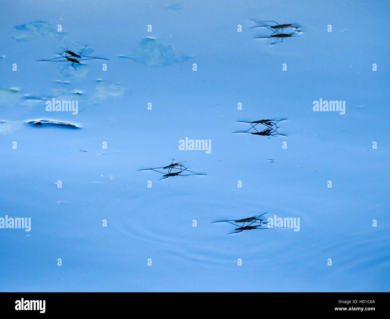 pond skater, water strider, pond skipper (Gerris lacustris), five pond ...