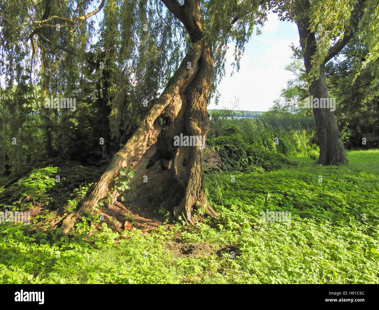 White willow (Salix alba), hollow Willow tree, Germany, Brandenburg ...