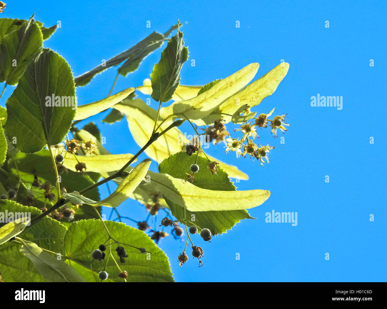 basswood, linden, lime tree (Tilia spec.), flowering, Germany, Hamburg ...
