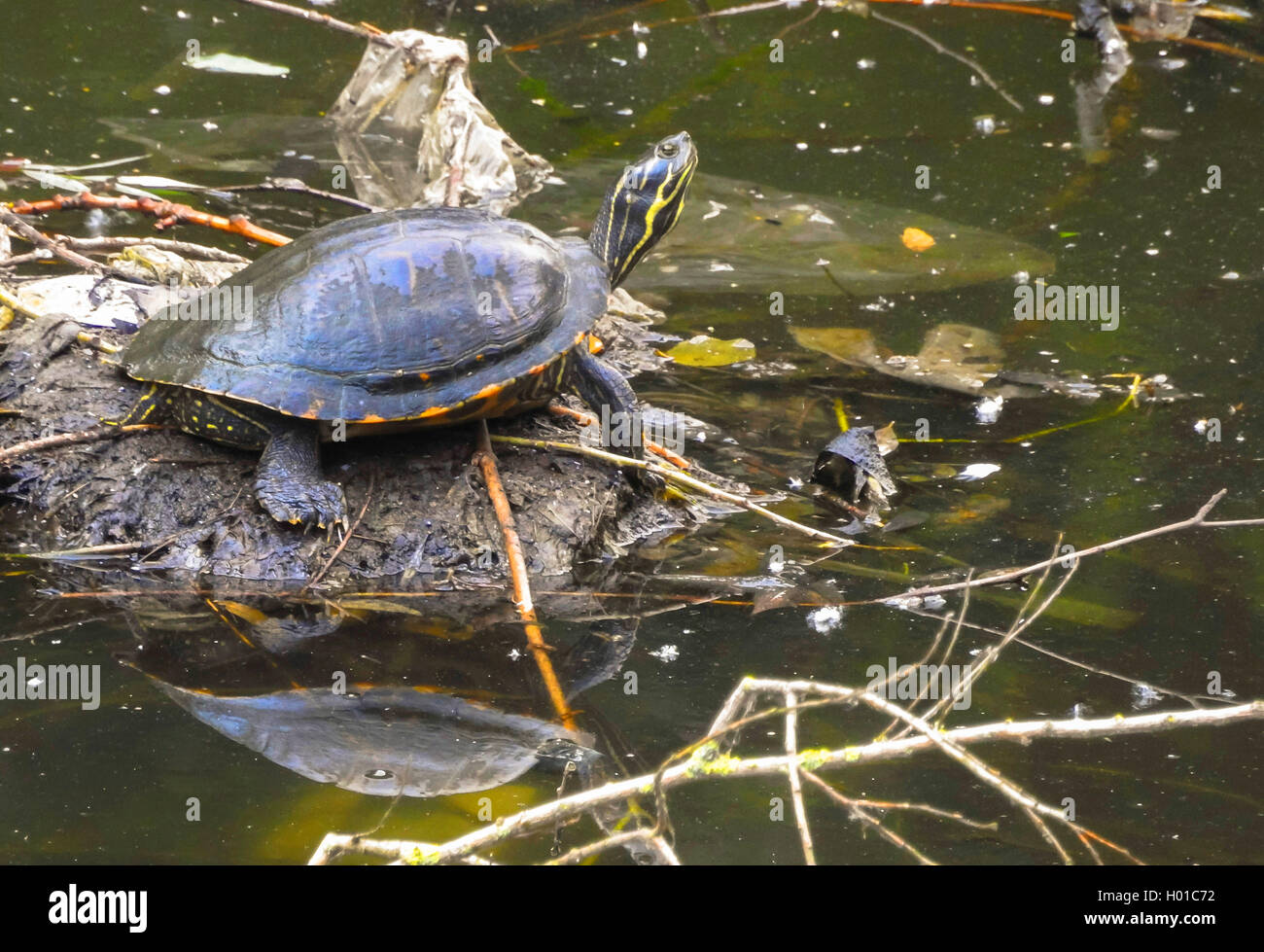 slider, common slider, pond slider, yellow-bellied turtle (Trachemys ...