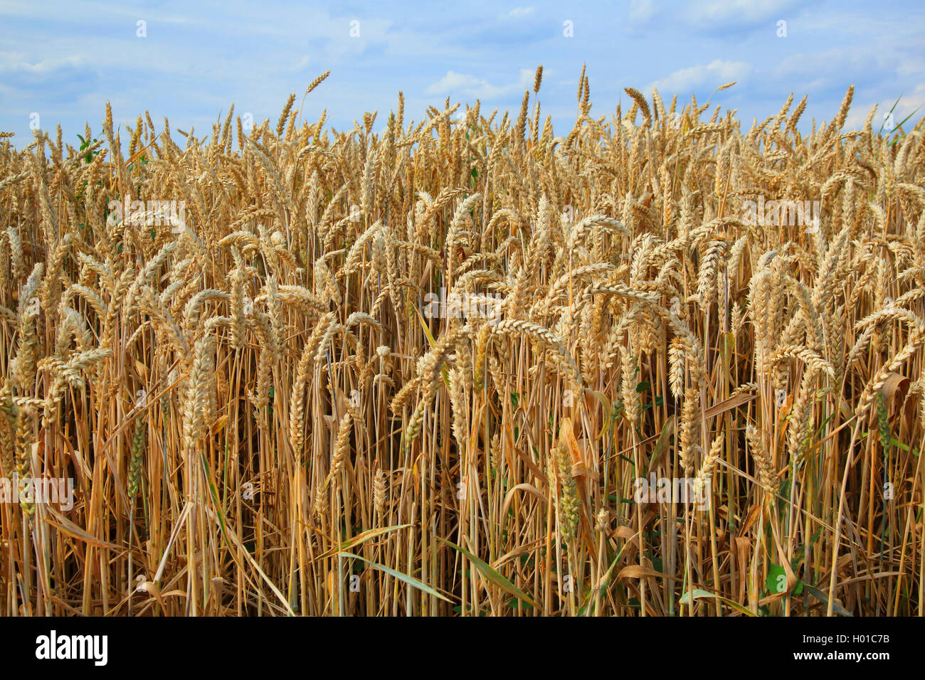 Weizenacker Stock Photos & Weizenacker Stock Images - Alamy