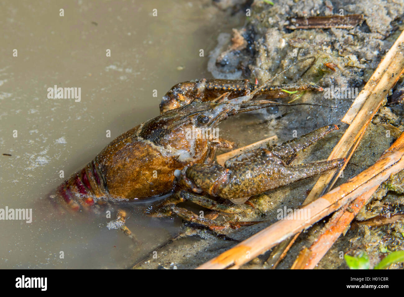 Spinycheek crayfish, American crayfish, American river crayfish ...