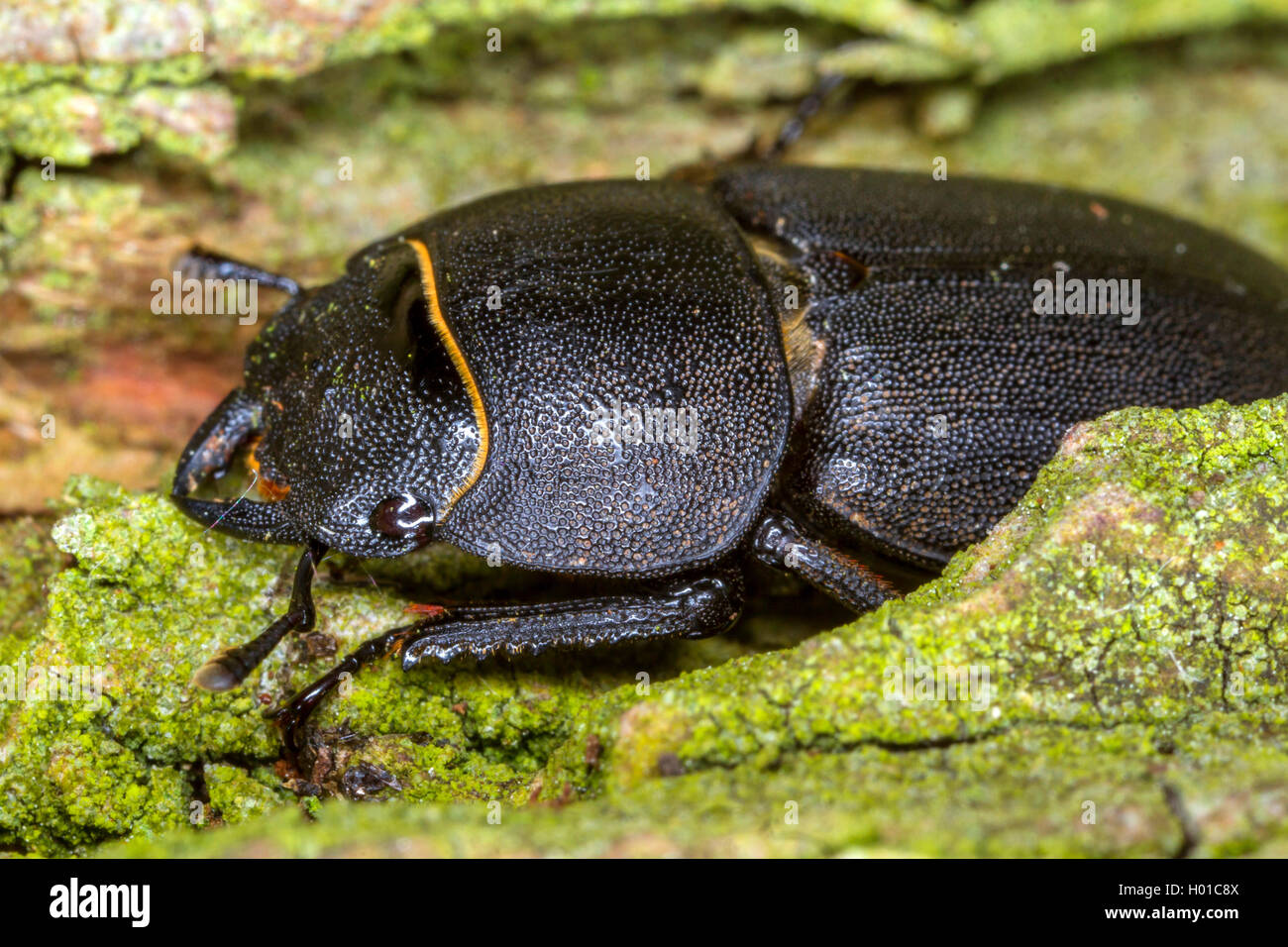 Lesser stag beetle (Dorcus parallelipipedus), female, Germany ...