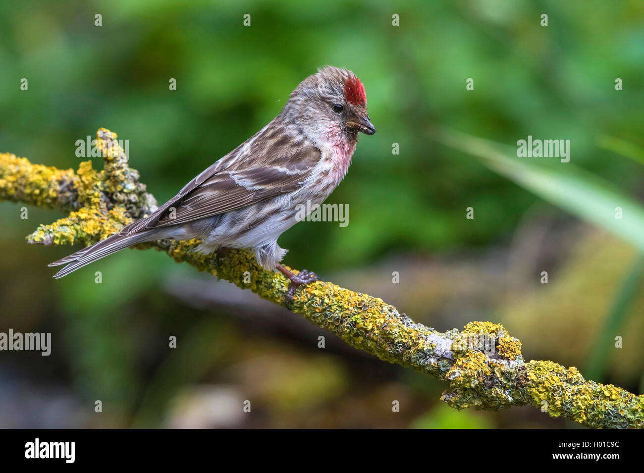redpoll, common redpoll (Carduelis flammea, Acanthis flammea), female ...