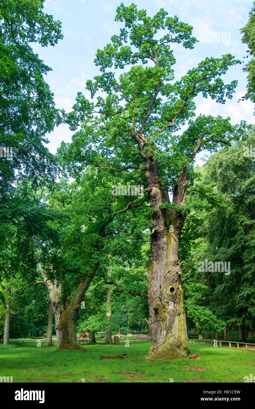 common oak, pedunculate oak, English oak (Quercus robur), 600 years old oak in a park, Germany ...