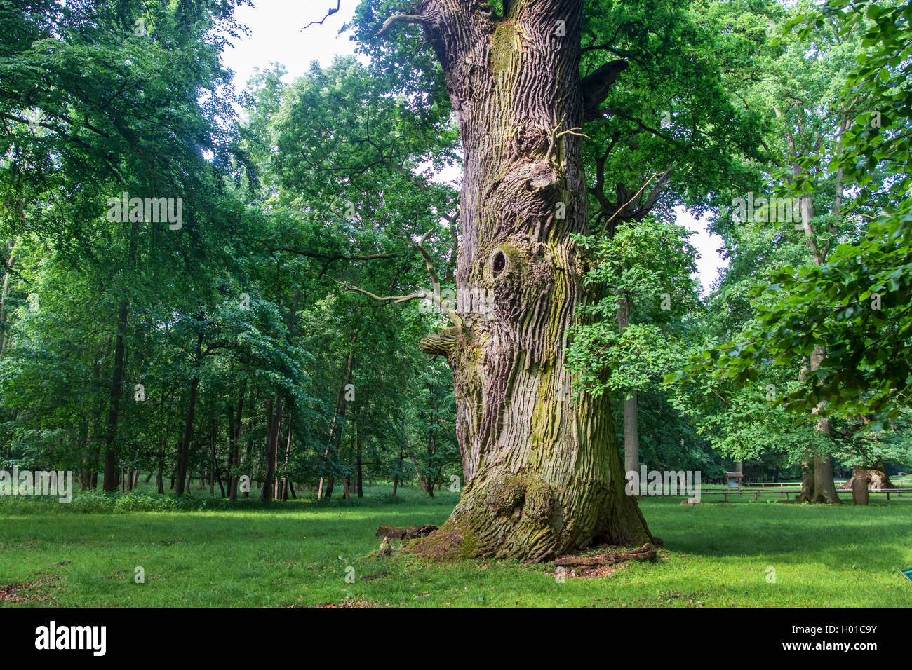 common oak, pedunculate oak, English oak (Quercus robur), 800 years old oak in a park, Germany ...