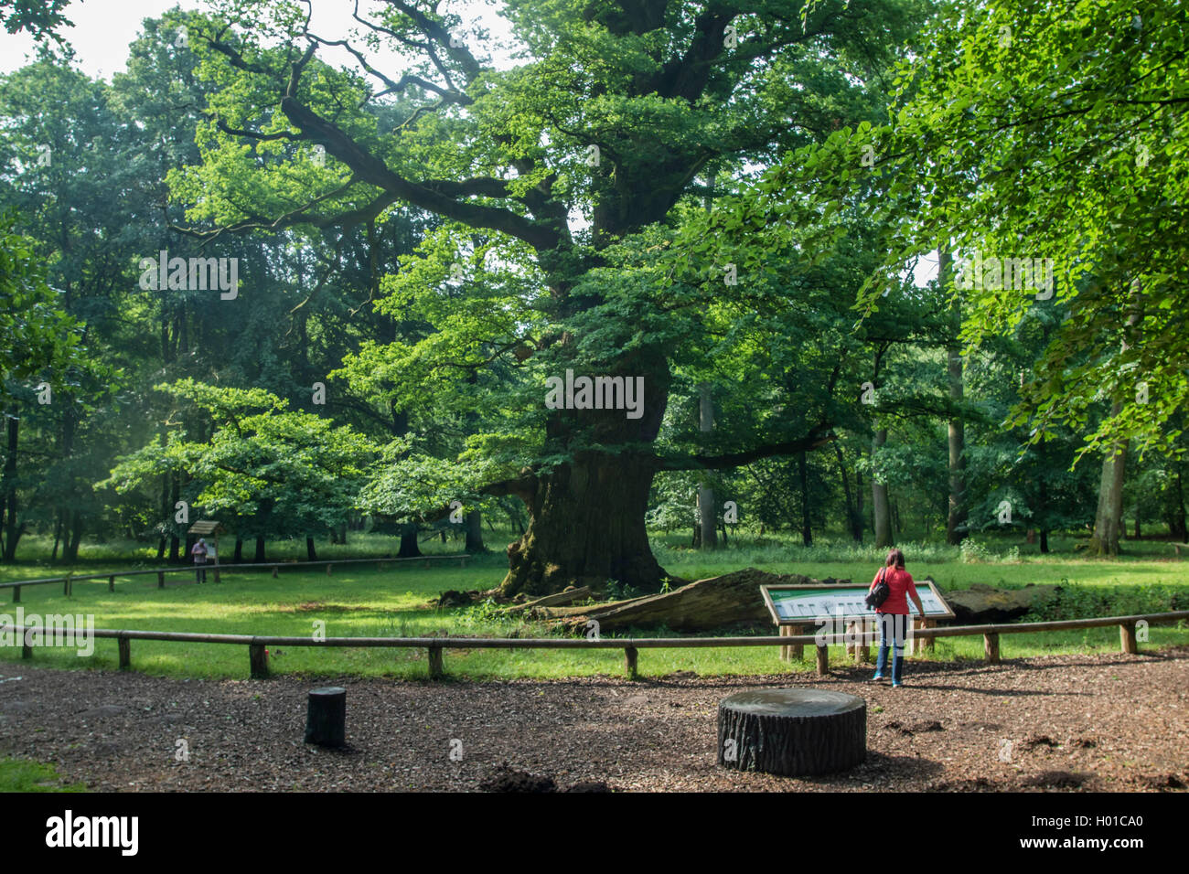 common oak, pedunculate oak, English oak (Quercus robur), 1000 years old oak in a park, Germany ...
