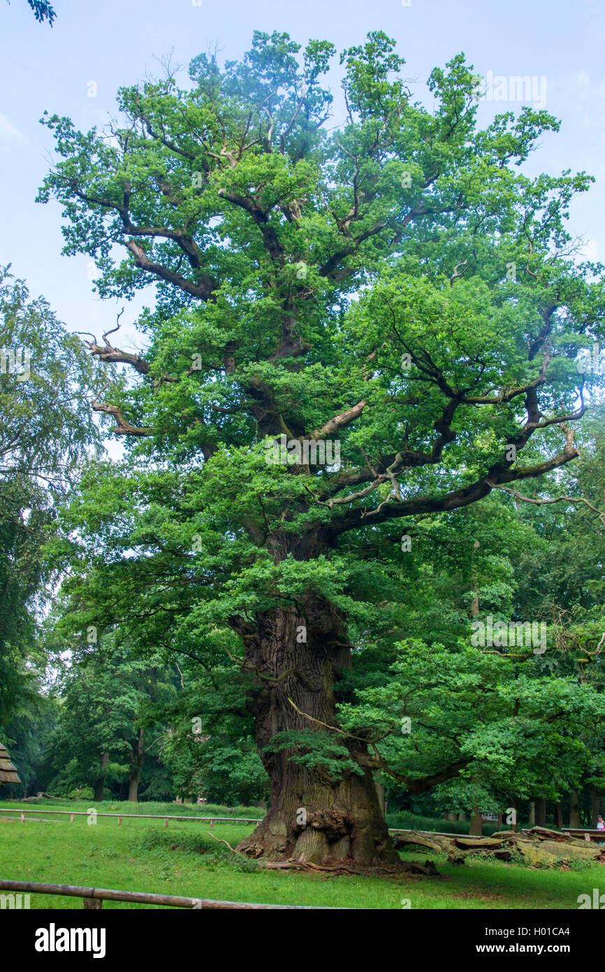 common oak, pedunculate oak, English oak (Quercus robur), 800 years old ...