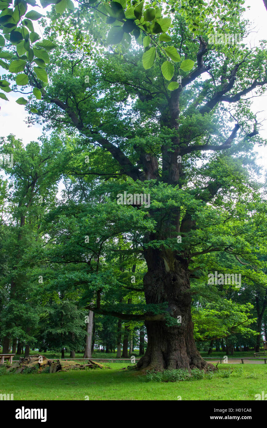common oak, pedunculate oak, English oak (Quercus robur), 800 years old ...
