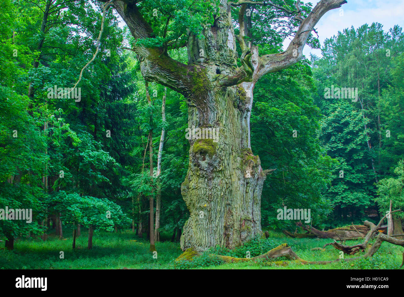 common oak, pedunculate oak, English oak (Quercus robur), 800 years old oak in a park, Germany ...