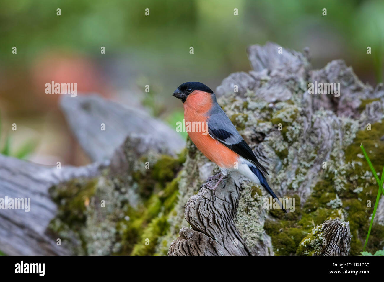 bullfinch, Eurasian bullfinch, northern bullfinch (Pyrrhula pyrrhula ...