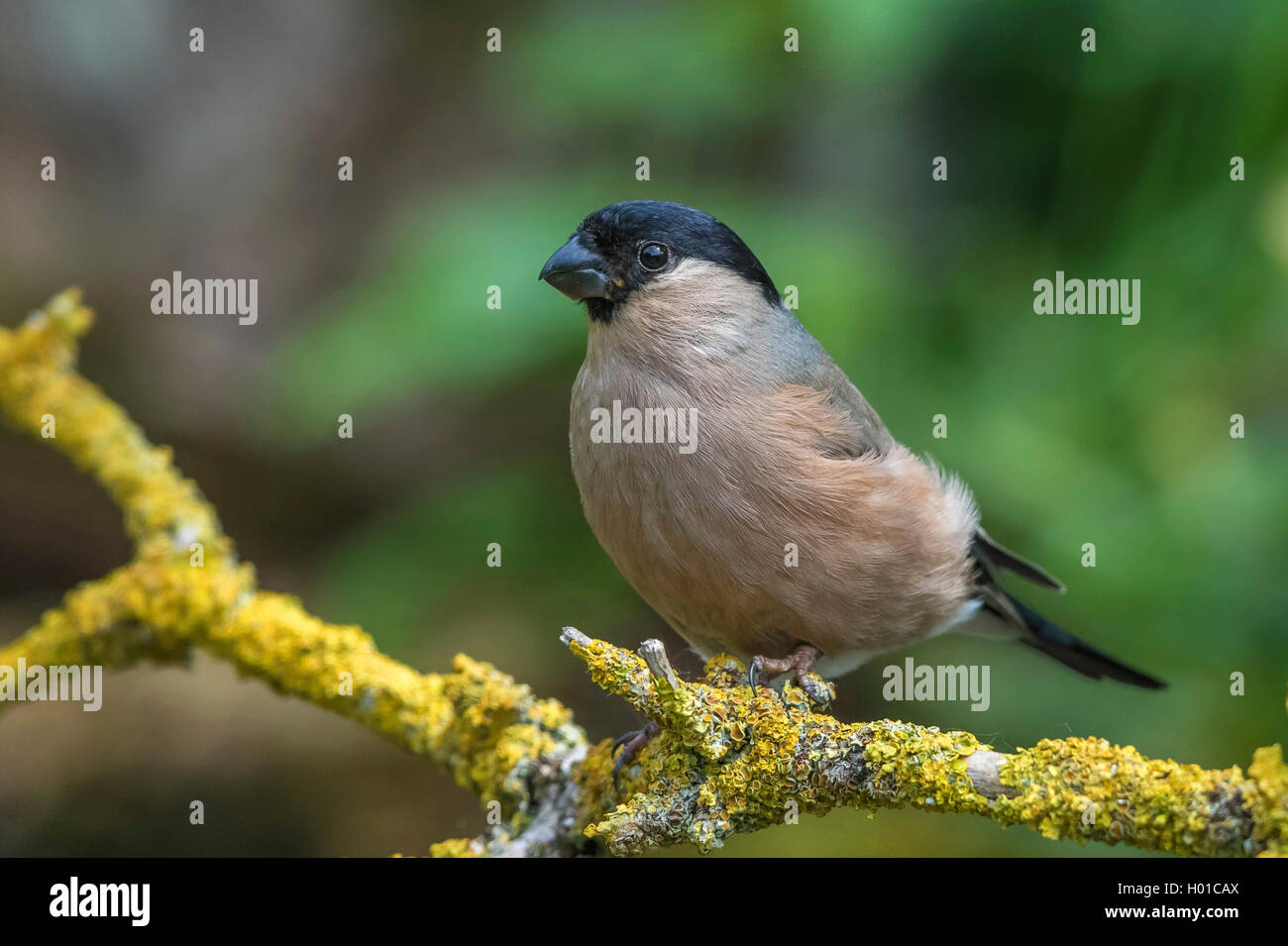 Female bullfinch fauna hi-res stock photography and images - Alamy