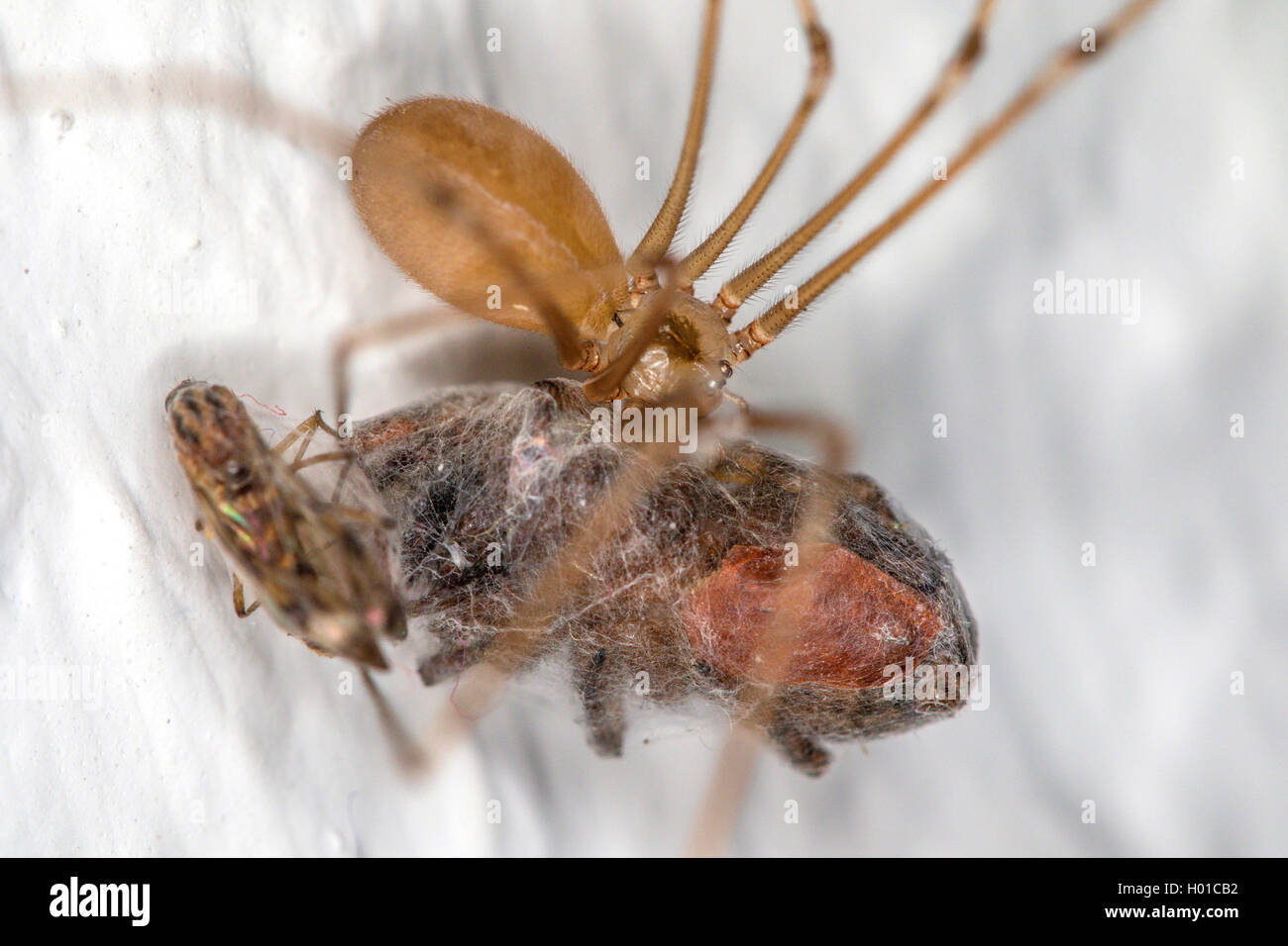 Long-bodied cellar spider, Longbodied cellar spider (Pholcus ...