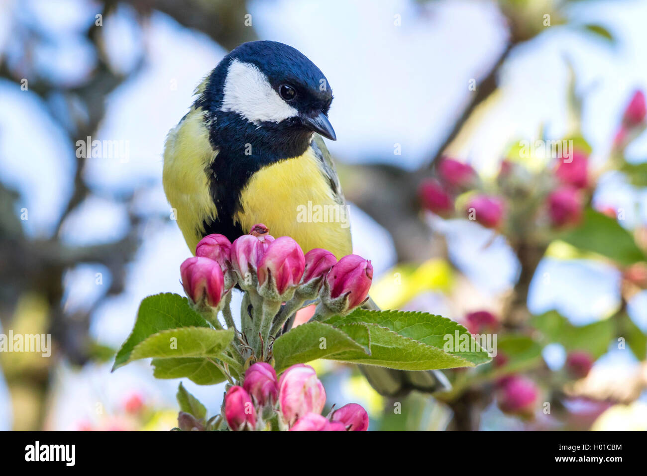 Kohlmeise, Kohl-Meise (Parus major), sitzt auf knospendem ...