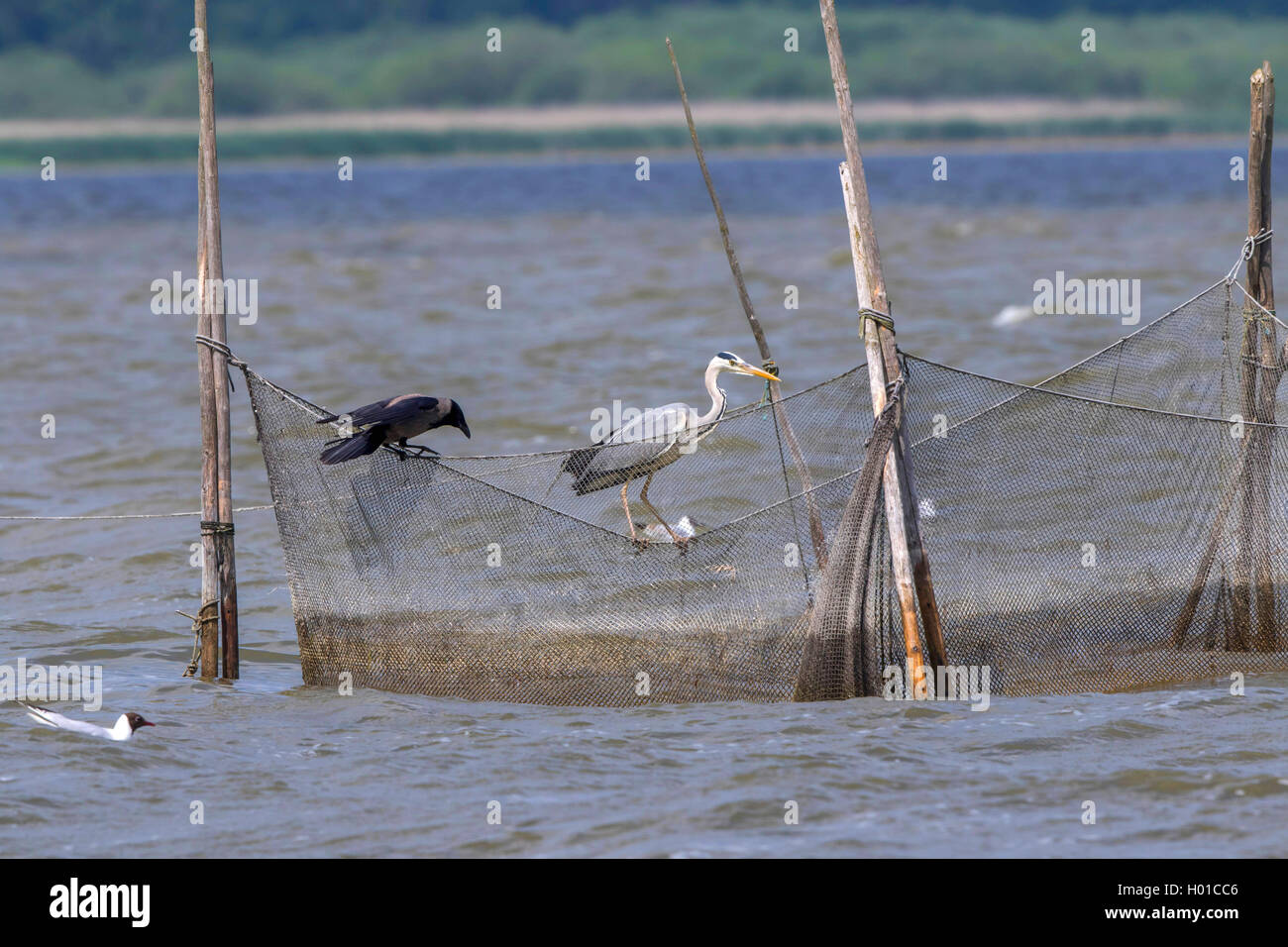 Hooded crow (Corvus corone cornix, Corvus cornix), hooded crow and ...