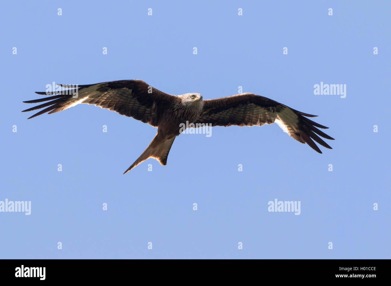 Rotmilan, Rot-Milan (Milvus milvus), im Flug, Deutschland, Mecklenburg ...