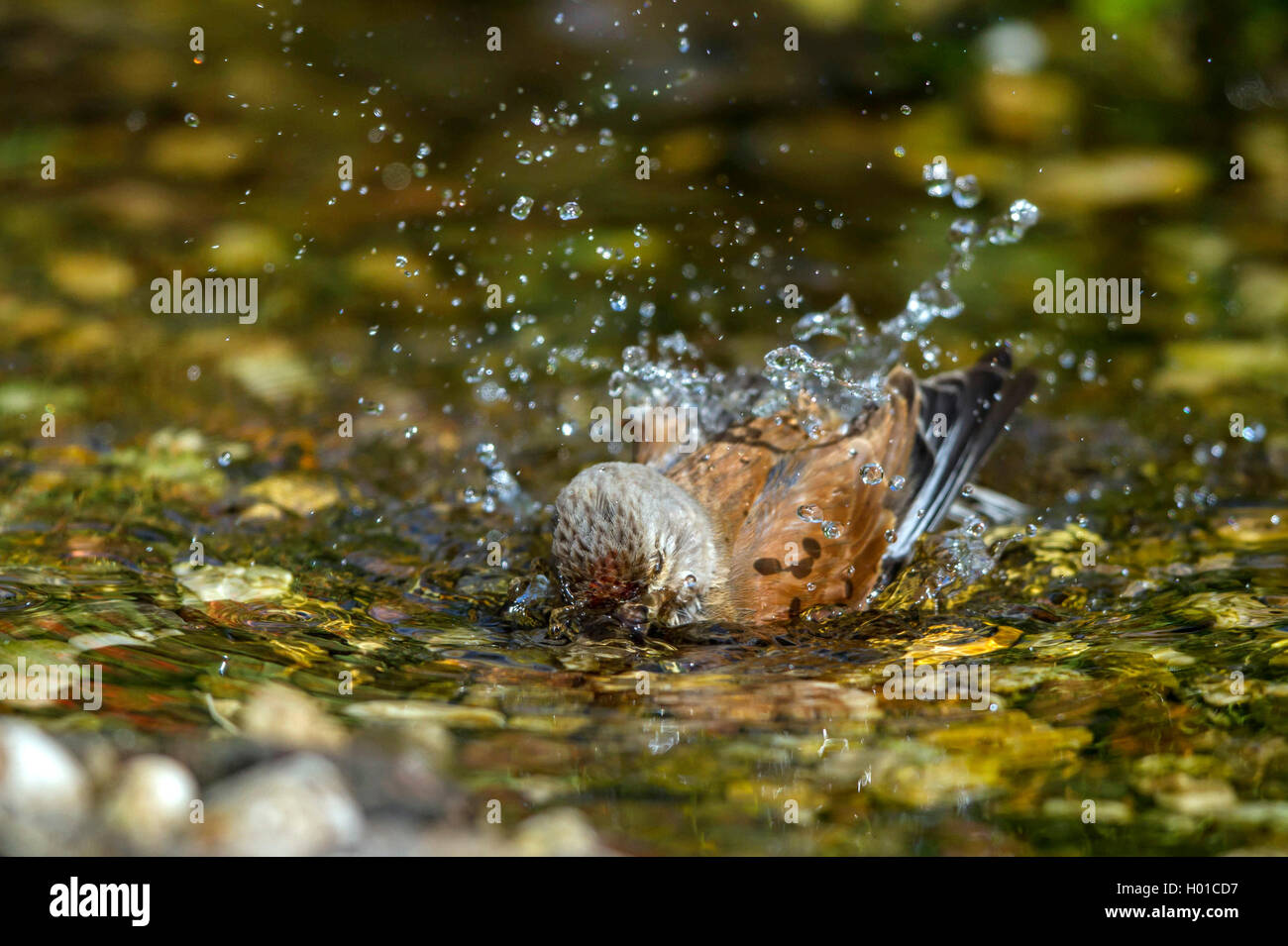 linnet (Carduelis cannabina, Acanthis cannabina), male bathes in a ...