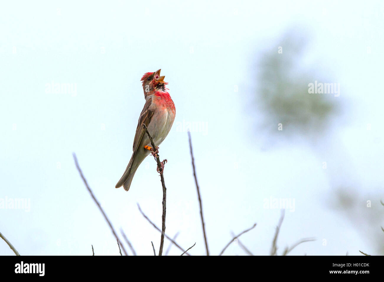 Research bird calls hi-res stock photography and images - Alamy