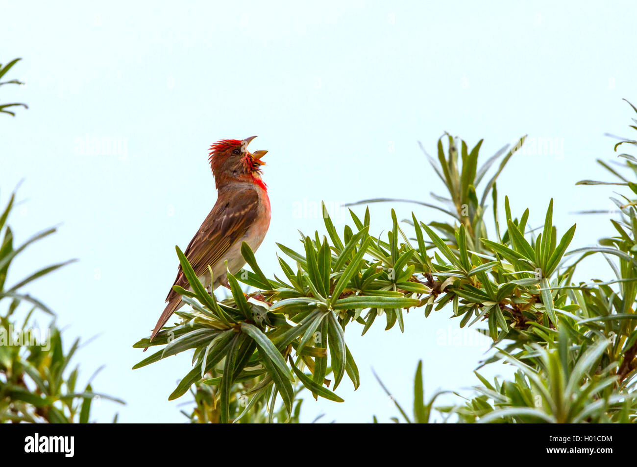 Common Rosefinches High Resolution Stock Photography and Images - Alamy