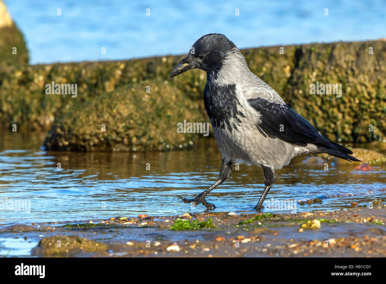 California Crow Hunting