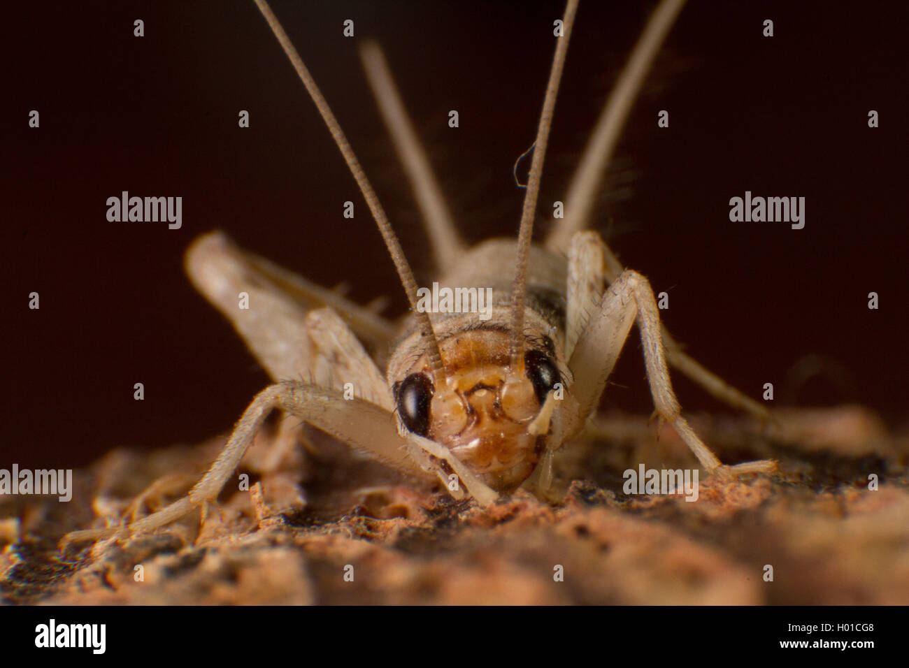 Frontal shot of common cricket Stock Photo - Alamy